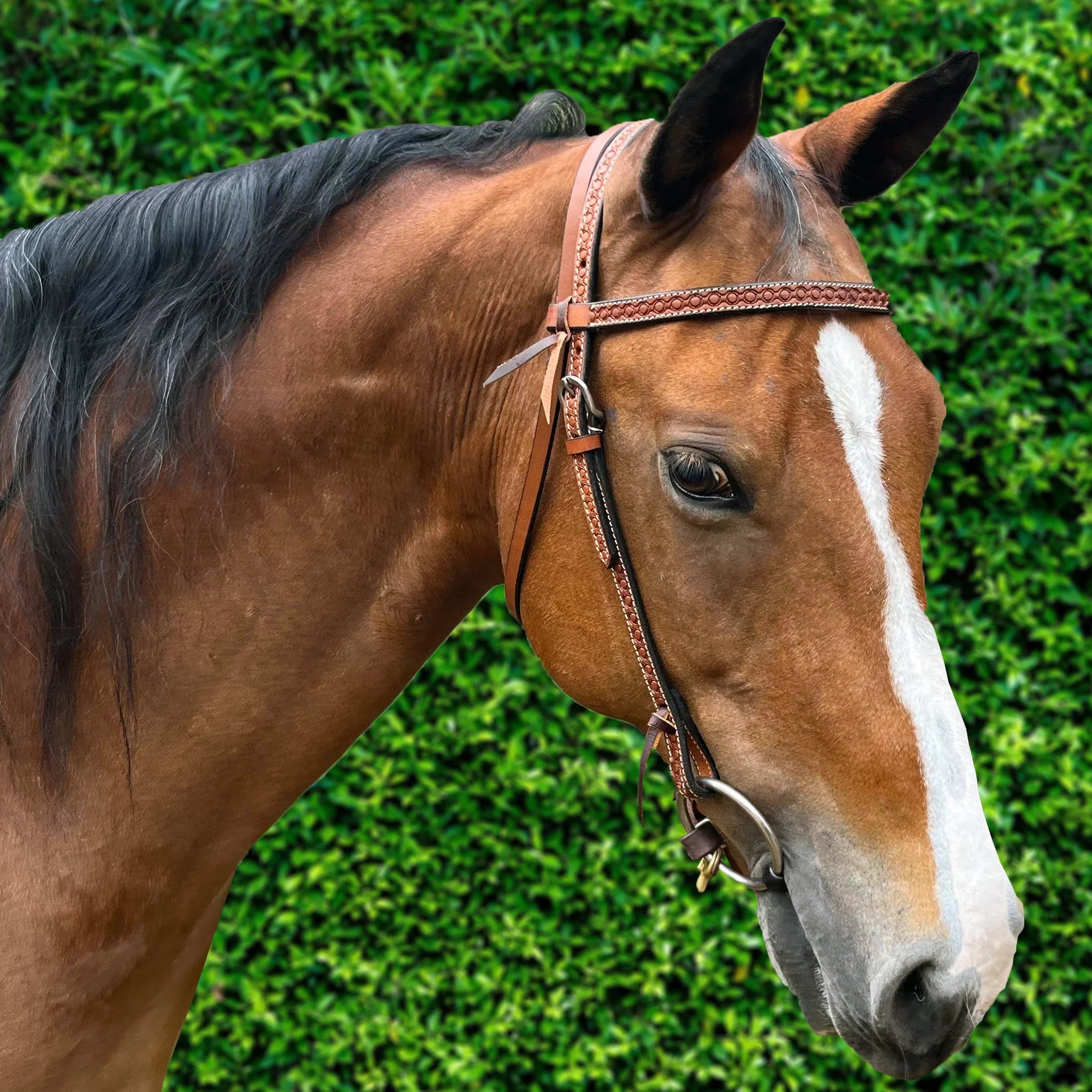 Ezy Ride Bridle Brow with Stamping - Chestnut - NE-AE-107CH – Sheps ...